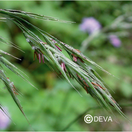 Fleur de Bach Folle avoine - Wild oat bio - Laboratoire DEVA