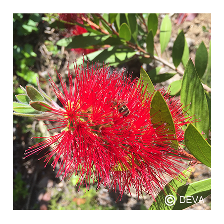 Bottlebrush