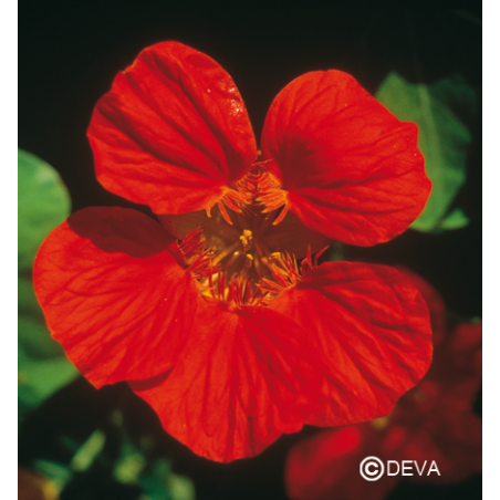 Élixir floral de Capucine bio, élixir floral DEVA - Laboratoire DEVA