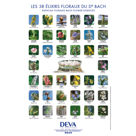 Poster Fleurs de Bach, poster des 38 élixirs floraux du Dr Bach - DEVA