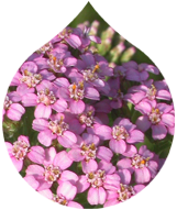 Laboratoire DEVA : spécialiste des fleurs de Bach et élixirs floraux bio